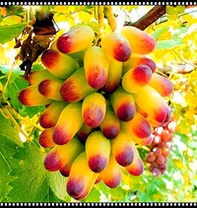 Amazon.com : (Finger Grape for Planting) Professional-1 Bulb-C : Patio ...