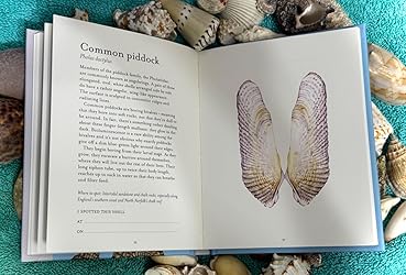 The Shell Spotter’s Guide: Every shell has a story to tell. Discover ...