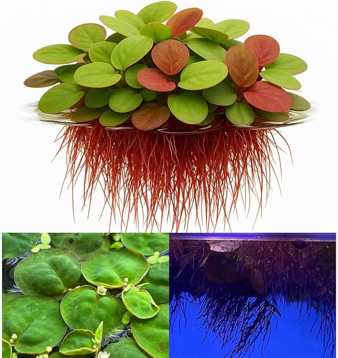 Amazon.com: 10 Plus Red Root Floater Plants Phyllanthus fluitans ...