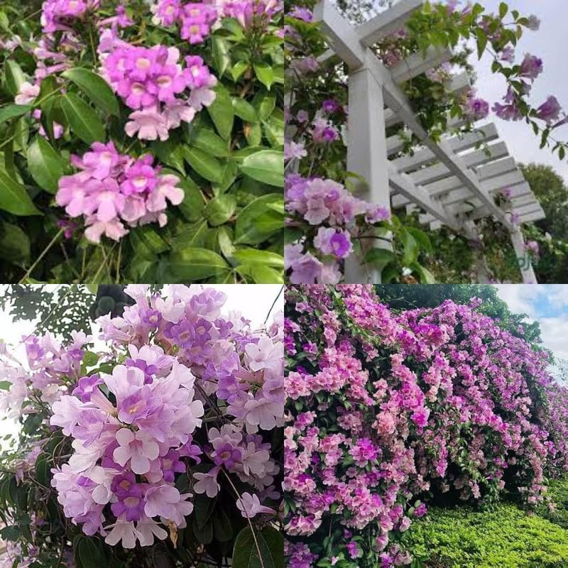 Garlic vine flowering plant, Live Rasun lata parul Rasunlata Garlic ...