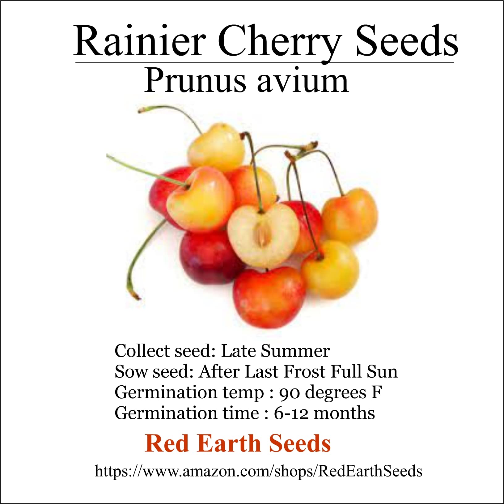 Amazon.com : 5 Rainier Cherry Seeds - Prunus avium : Patio, Lawn & Garden