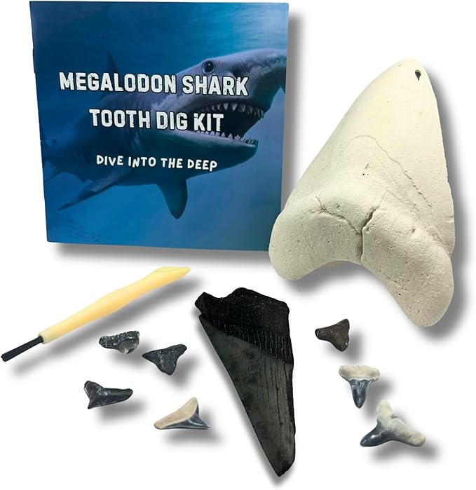 Amazon.com: Sunken Hunter Megalodon Shark Tooth Dig Kit - Authentic ...