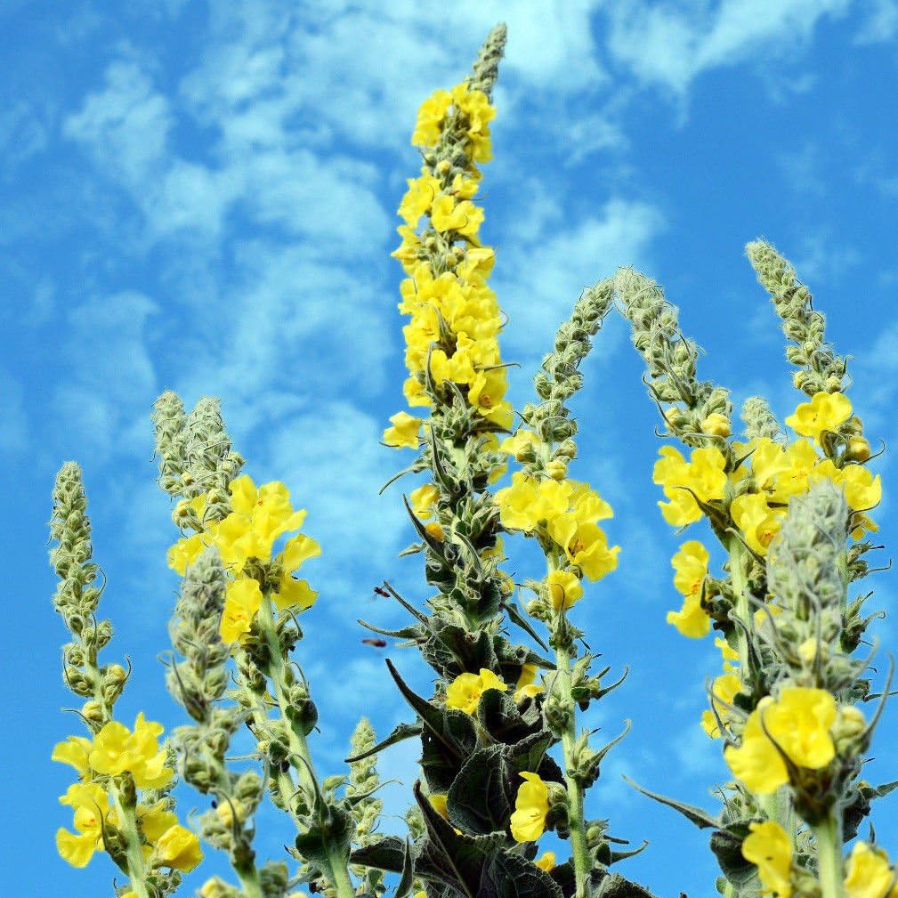 Amazon.com: MULLEIN, 1037 SEEDS, WOOLLY MULLEIN, GREAT MULLEIN ...