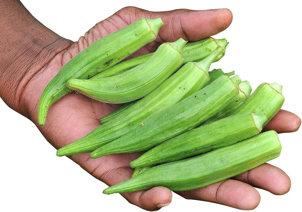 Amazon.com : Seeds4planting - Seeds Green Okra (Bamia, Lady Finger ...