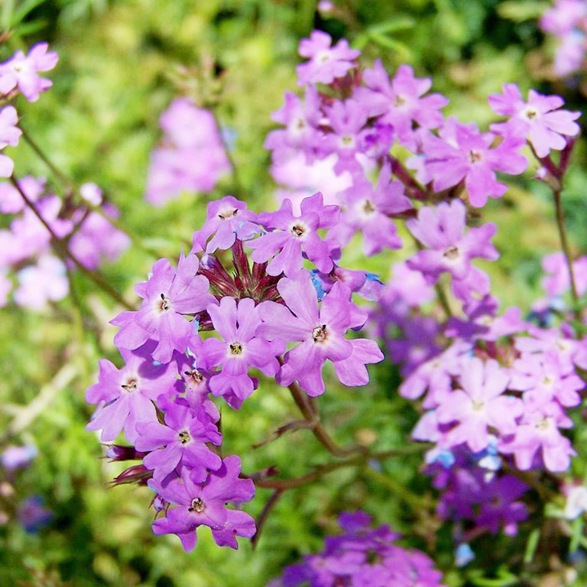 Amazon.com : Moss Verbena Seeds Glandularia Pulchella Drought-Tolerant ...