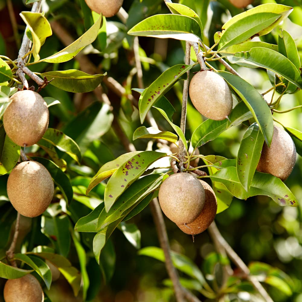 Buy Sapodilla Tree Sapodilla Fruits Tree - Alano Sapote Tree Sapote ...