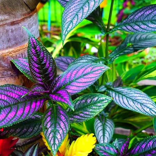 Amazon.com : 2 Purple Queen Persian Shield Houseplant 5 Inc Tall in 3 ...