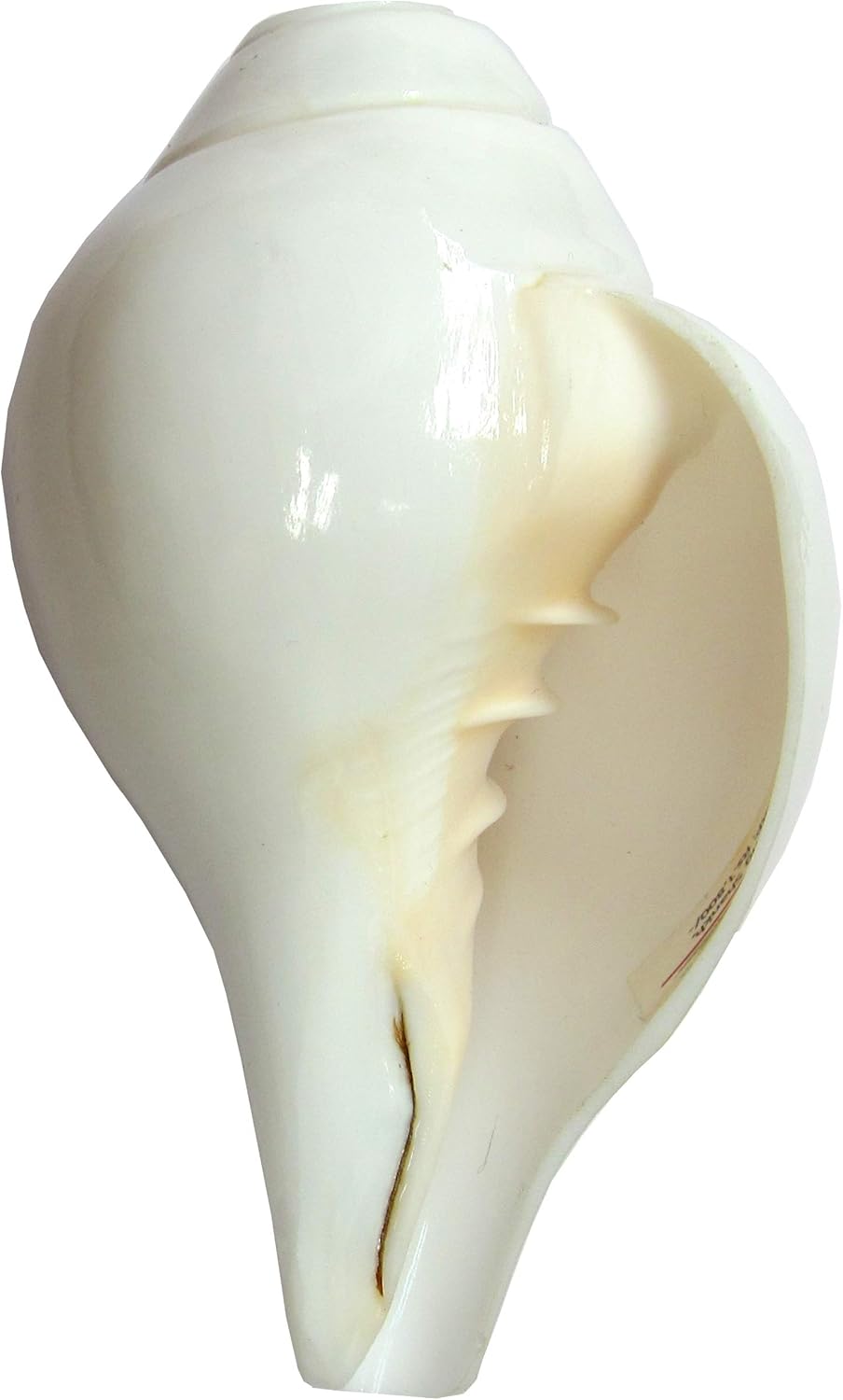 Amazon.com - Festival Indian Conch Shell Blowing Shankh (White, 5 Inch ...