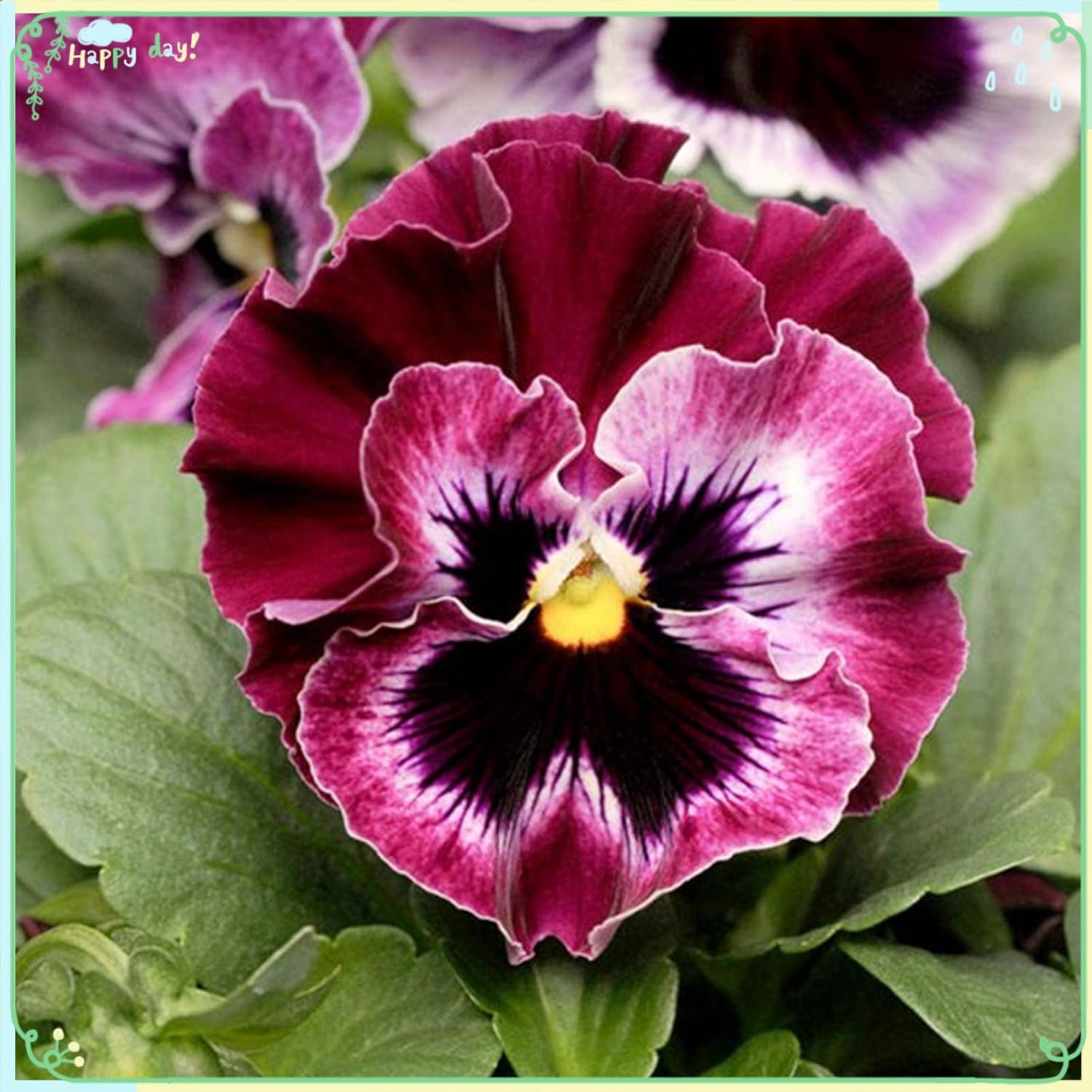 Amazon.com: Rare Flower Plant Seeds 50+ Pansy - Frizzle Sizzle Raspberry