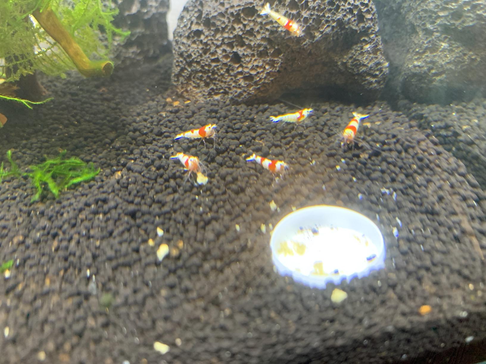 Amazon.co.jp: Tetra Bee Shrimp, 0.5 oz (15 g), Shrimp Bait : Pet Supplies