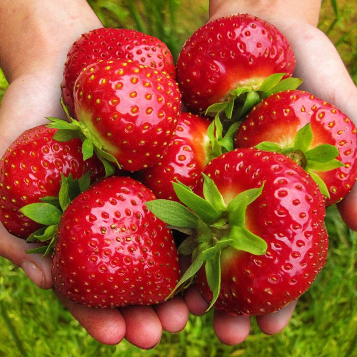 Extra Large Strawberry Plants Super Giant Strawberry Fruit Seeds