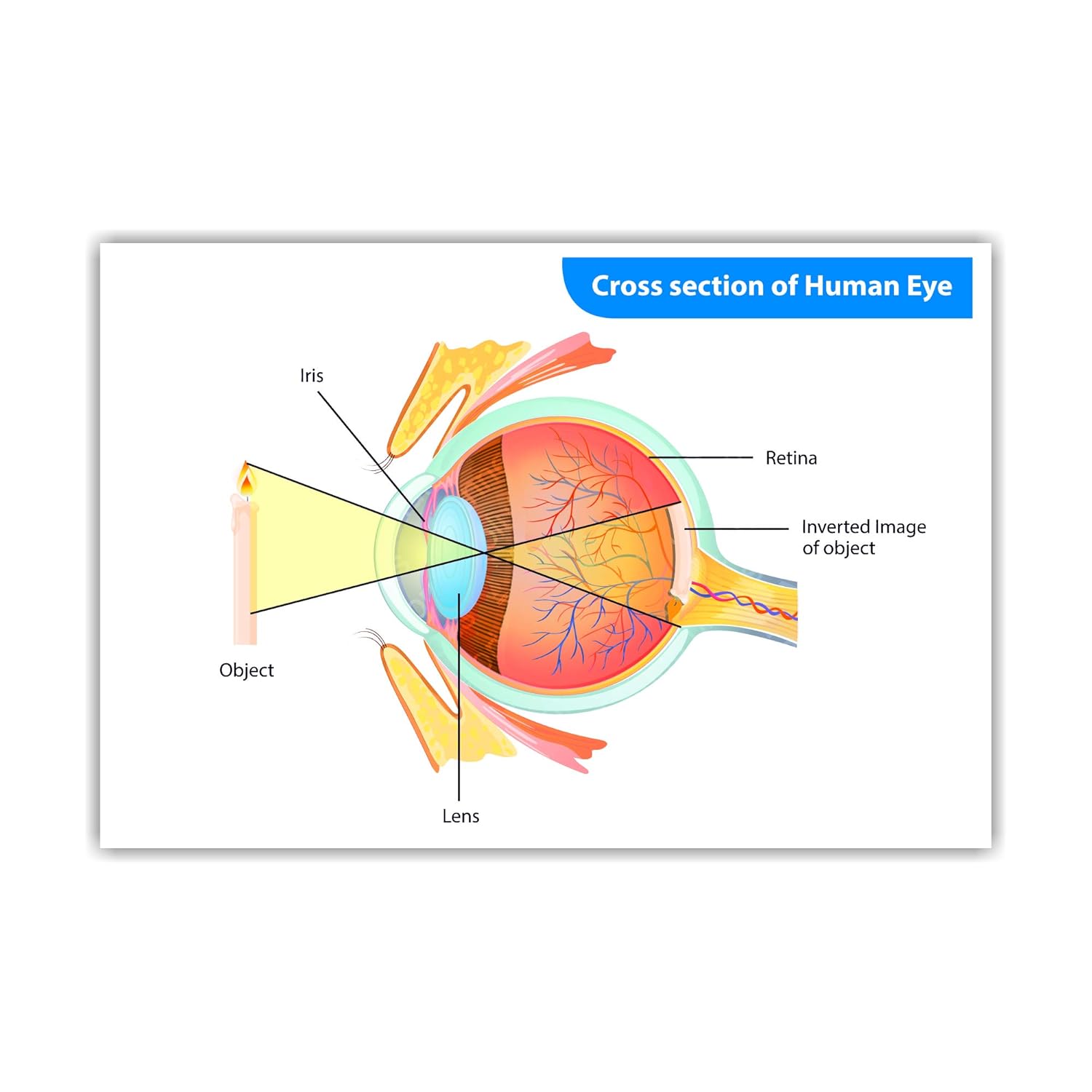 Anne Print Solutions® Cross Section Of Human Eye Poster (Without Frame ...