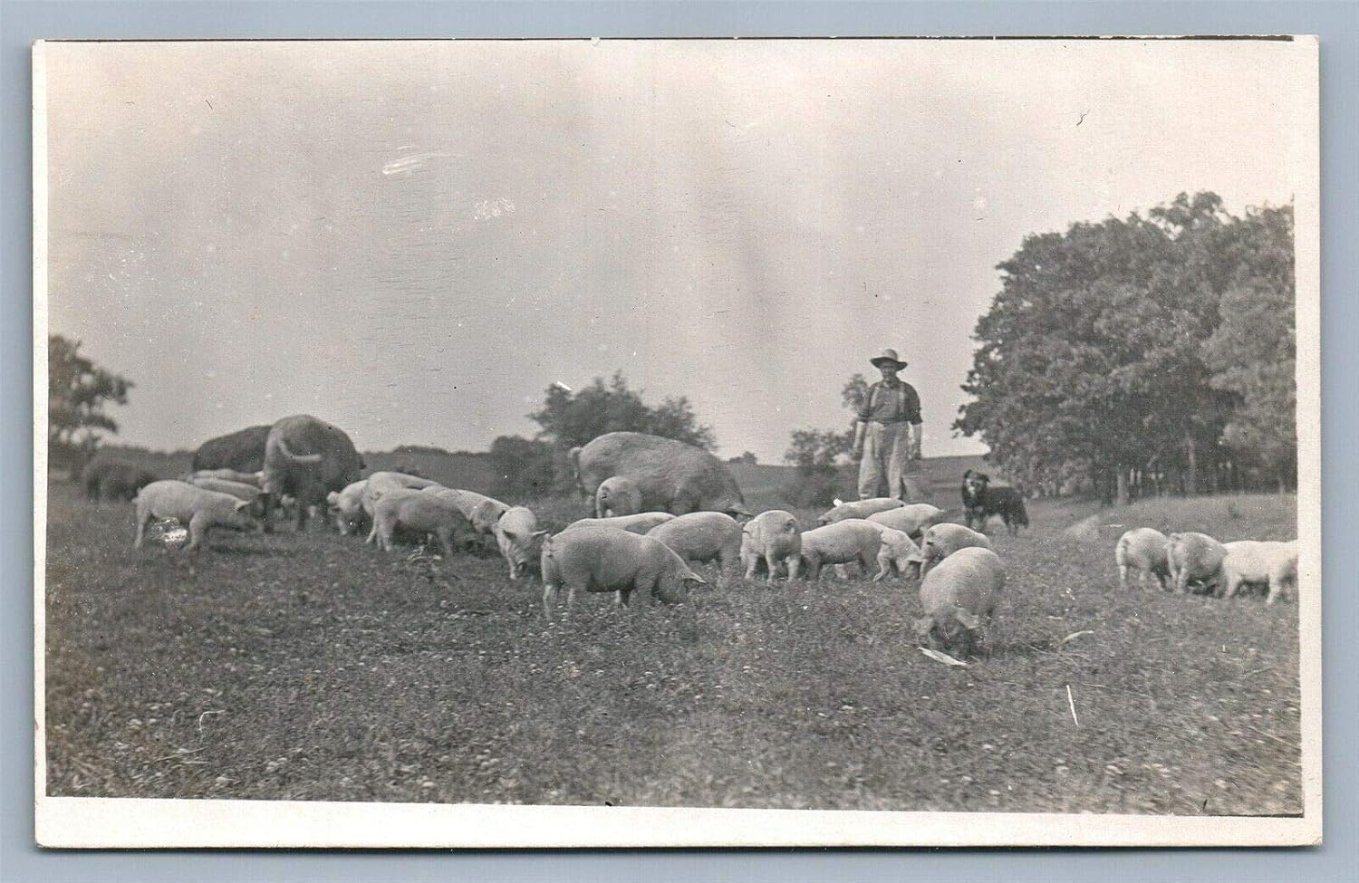 Amazon.com: PIGS FEEDING FARMING ANTIQUE REAL PHOTO POSTCARD RPPC ...