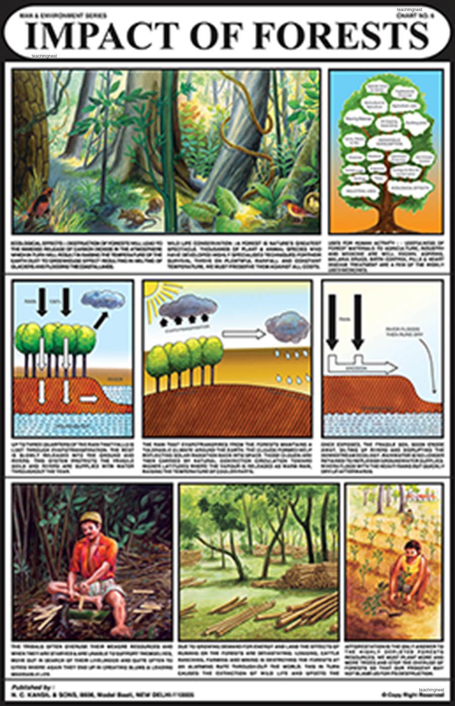 Buy ME06 | Impact of Forests Chart (50x75cm) [Wall Chart] teachingnest ...