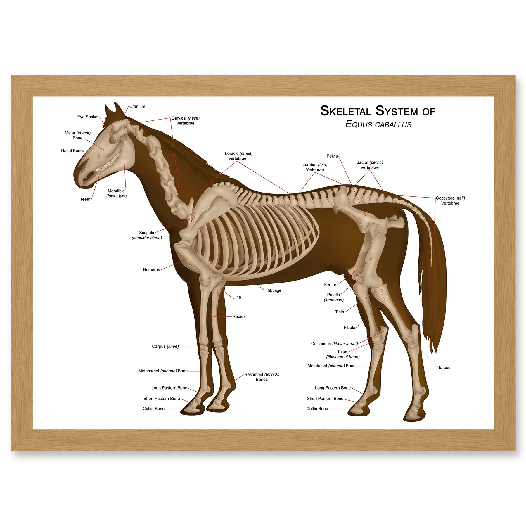 Skeletal System Of A Horse