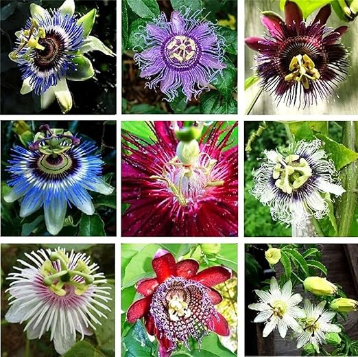 Amazon.com : Passion Flower Seeds Mixed Color 40 Pcs+ Passion Fruit ...