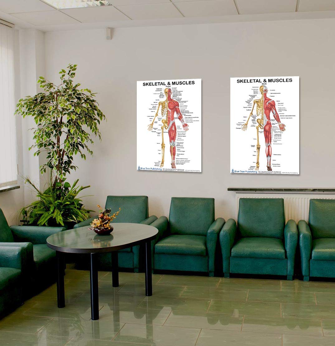 2 Poster Set! Skeletal Muscles Front and Back View Poster Set 24x36inch ...