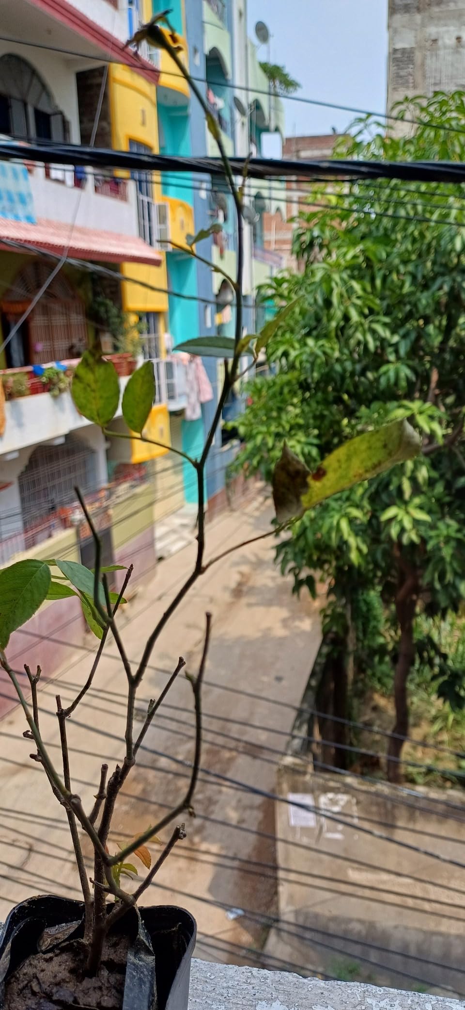 Guruji Plantation Rare English Varieties Red Climbing Rose Live Flower ...