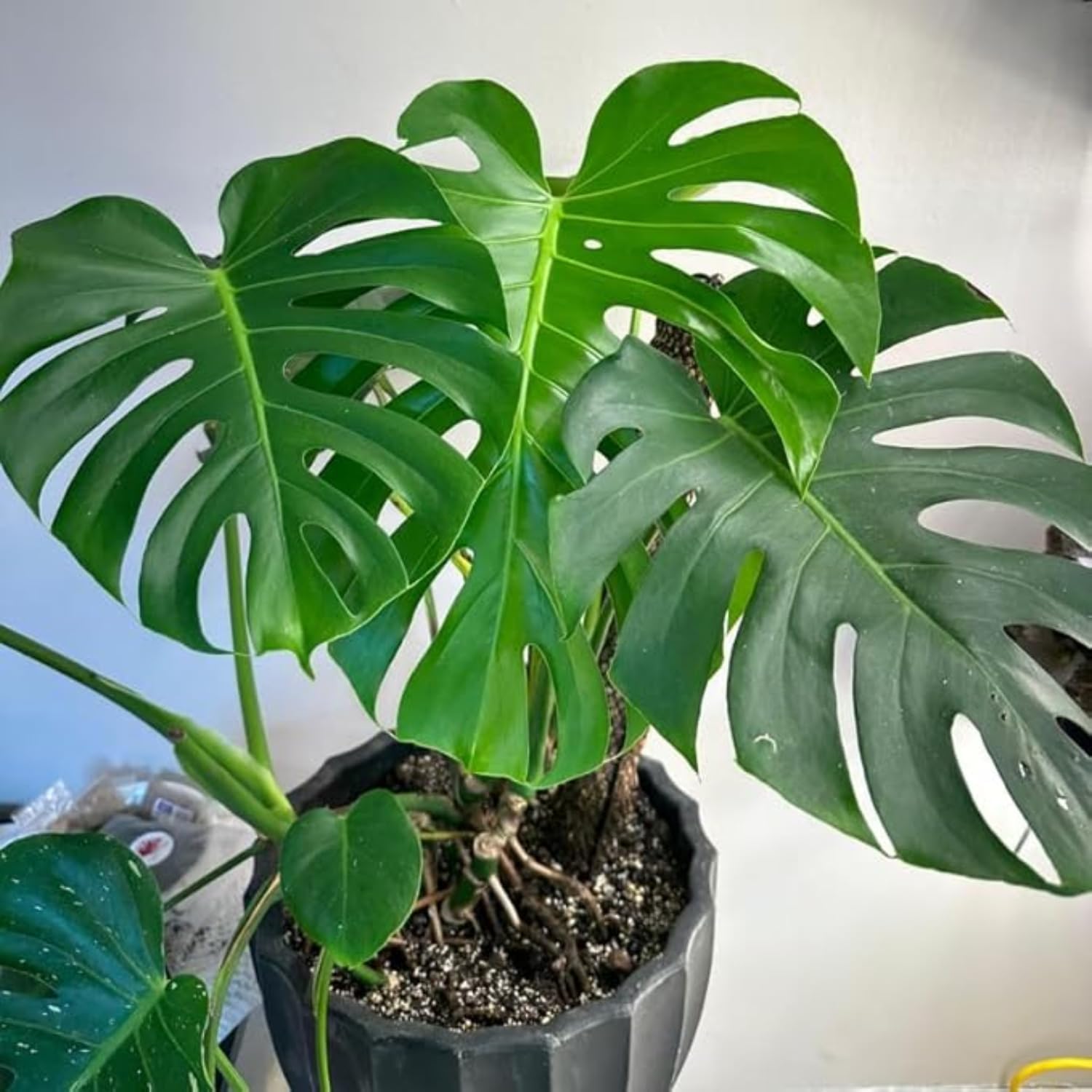 Amazon.com : Monstera Deliciosa Live Plant, Live Monstera Plant, Monstera Live Plant, Live ...