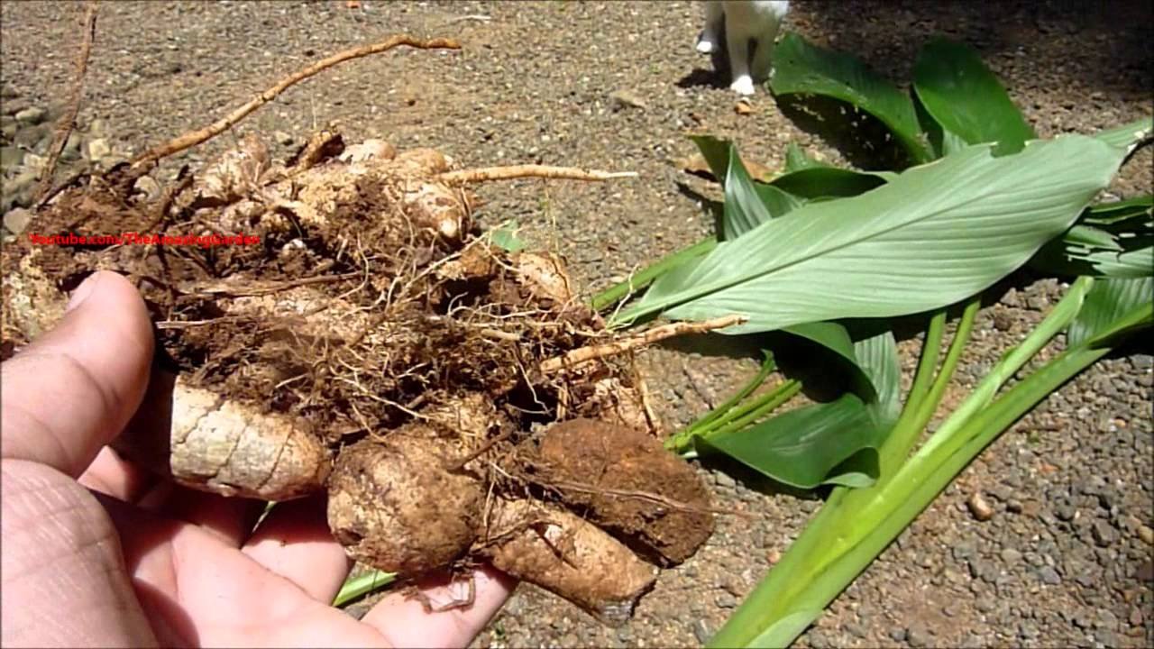 Mall~Kerala : 12 Rhizomes of Precious Curcuma Angustifolia East Indian ...