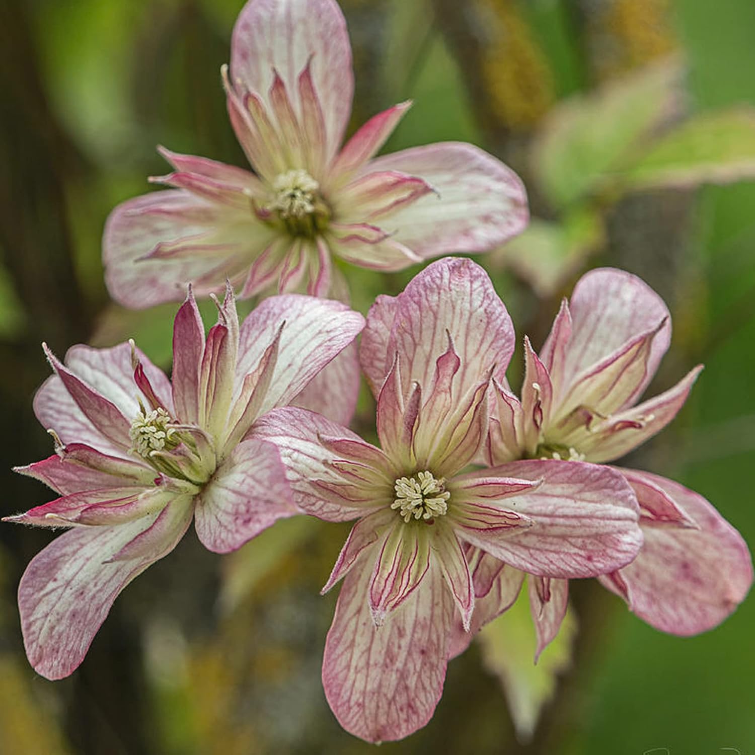 Clematis Montana Marjorie | Deciduous Outdoor Garden Climber Plant in ...