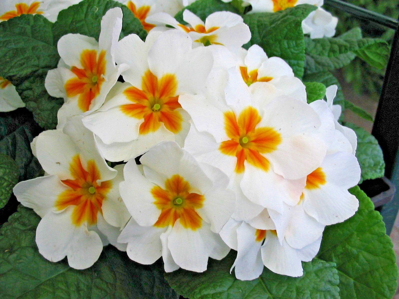 Pink Primrose, Primula Acaulis 'Evie Rose' X 12 Mini Plug Plants for ...