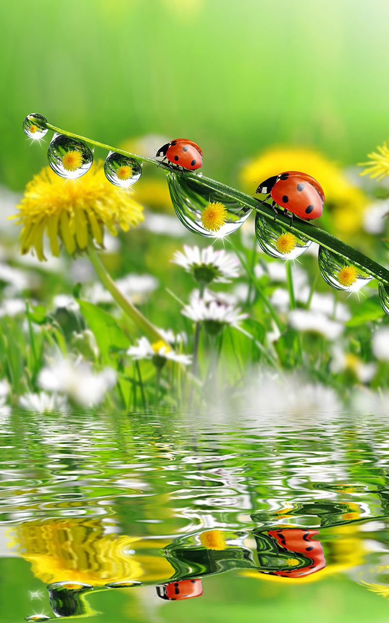 Lady bug Live Wallpaper - App on Amazon Appstore