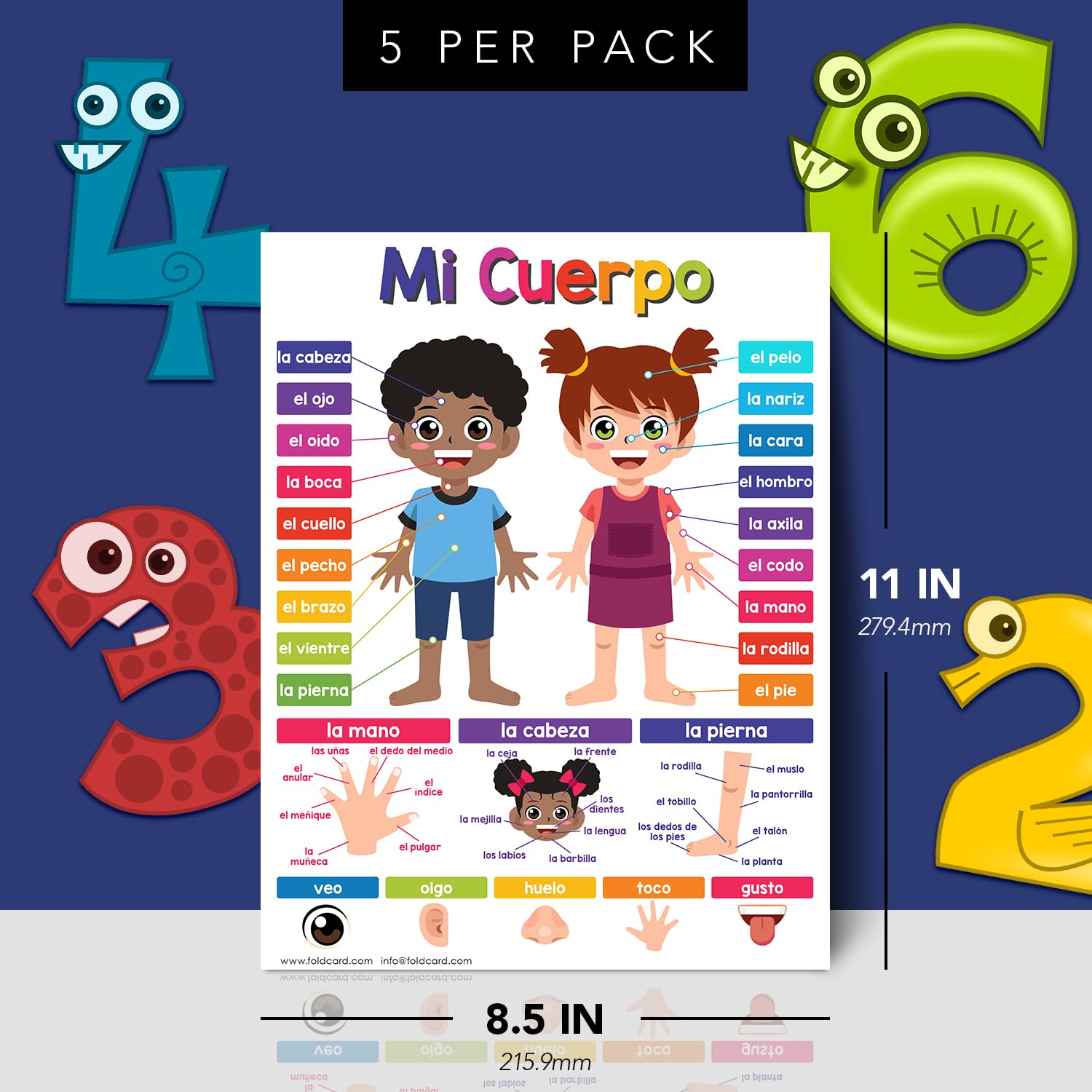 Human Body Parts Labeled In Spanish Body Parts In Spanish (Worksheets)