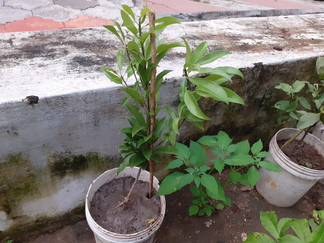 Thai Red Sapota/Chiku Plant One Healthy Live Grafted Hybrid All Season ...