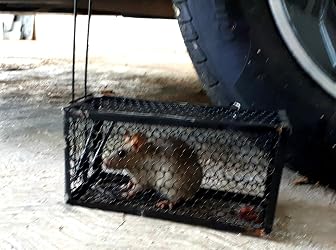 ThreeH Ratonera Humana Ratones Catcher Trampa para Ratas Control de ...