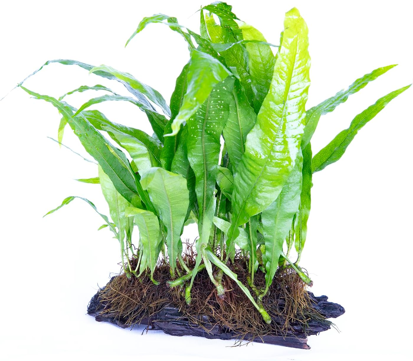 Lincolnshire Pond Plants Ltd - Bogwood, Rocks and PadsTropical Live ...