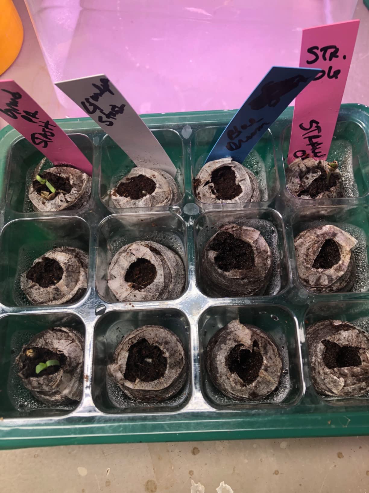 $6/mo - Finance Illuminated Jiffy Seed Starter Tray Kit: 60 Jiffy Peat ...