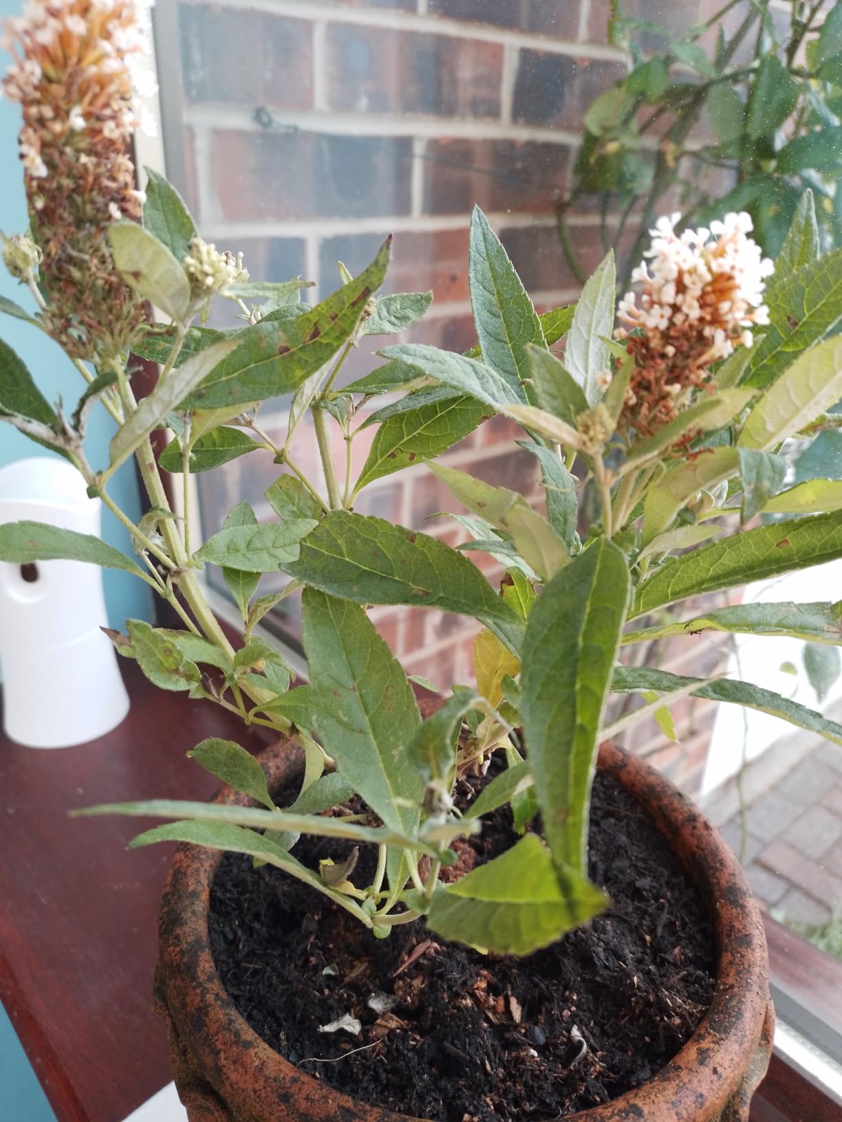 Buddleia Butterfly Candy Little White | Outdoor Flowering Dwarf ...