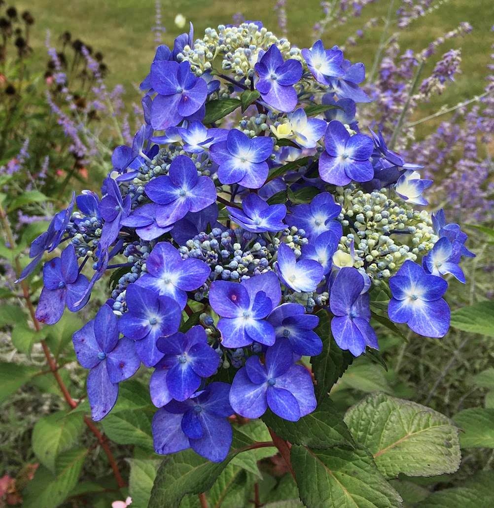 Blue Wave Hydrangea