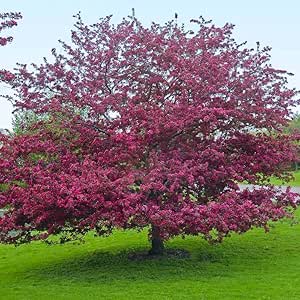 Amazon.com : Red Perfection Crabapple Tree Live Plant from 4 to 5 Feet Tall, Crab Apple Fruits ...