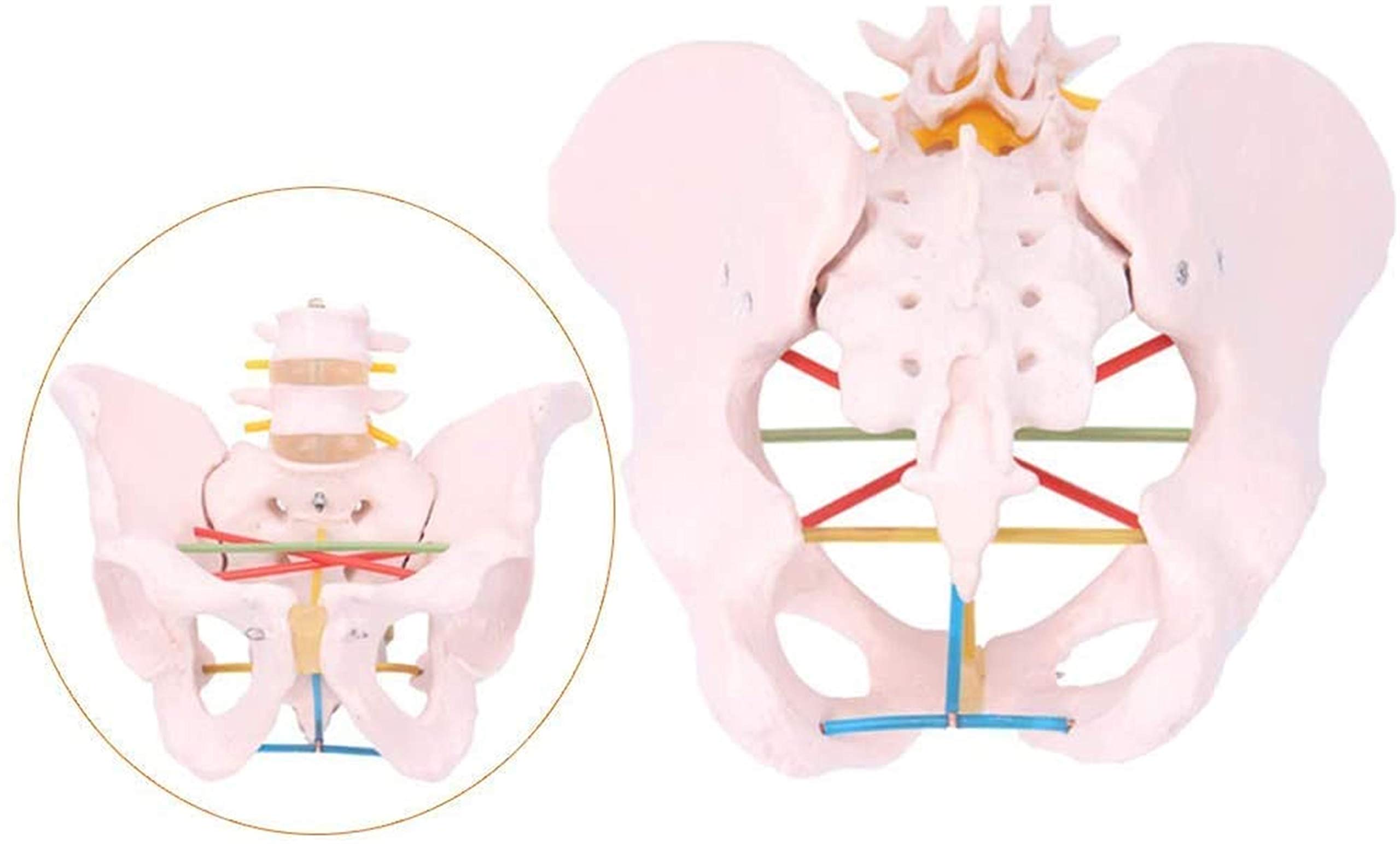 Buy ZAMAX Study Model Pelvic Measurement Teaching Model - Adult Pelvis ...