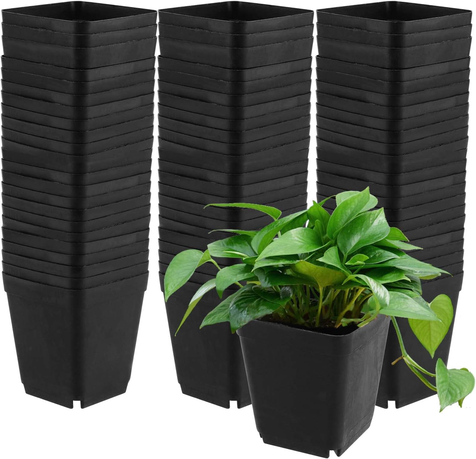 Amazon.com: TAICHEUT 150 Pack 3 Inch Plastic Square Nursery Pot with ...