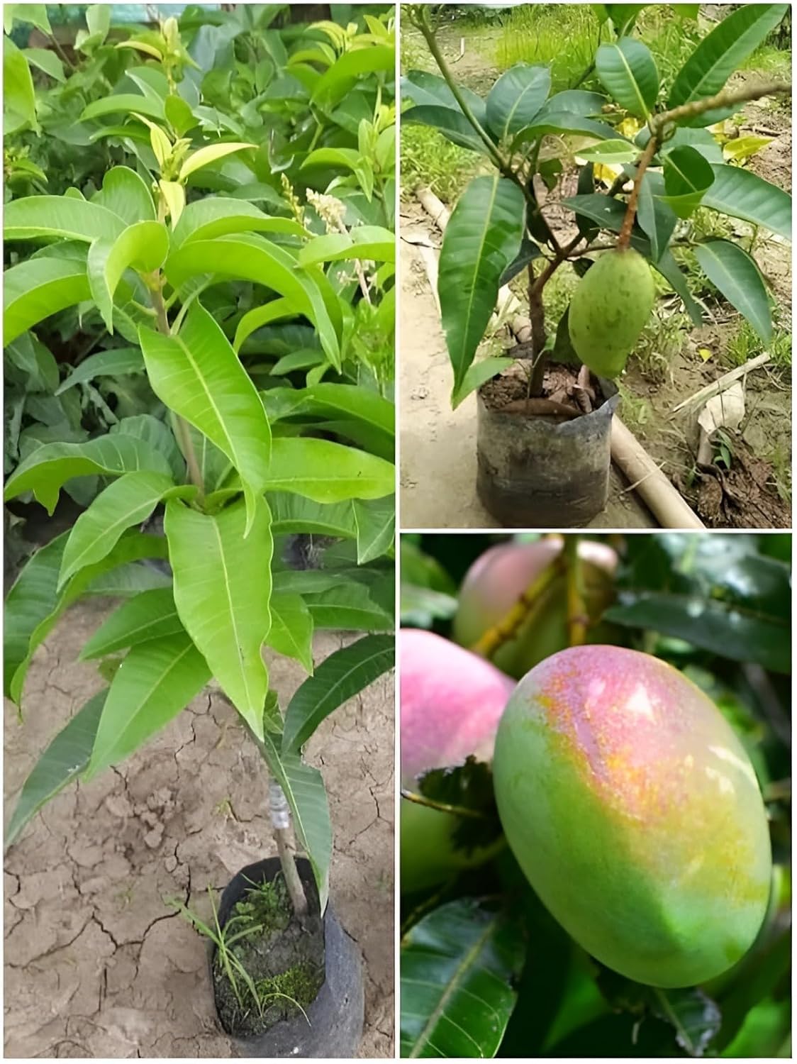 Green view® Thai All Time Mango Live Plant (365 Days, Baramasi ...