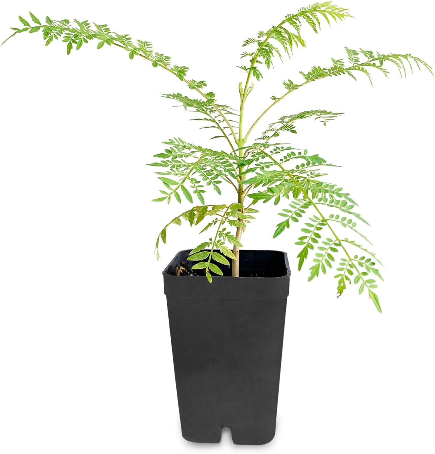 Amazon.com : Mini Jacaranda Tree, 3-4 Inch Tall Bonsai Tree in 2-Inch ...