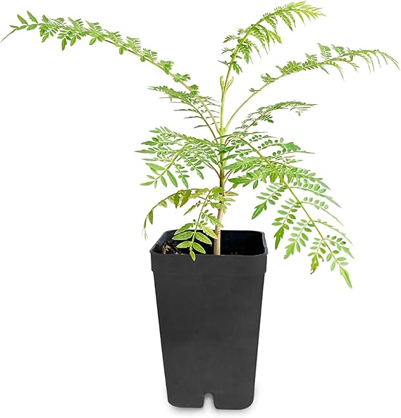 Amazon.com : Mini Jacaranda Tree, 3-4 Inch Tall Bonsai Tree in 2-Inch ...