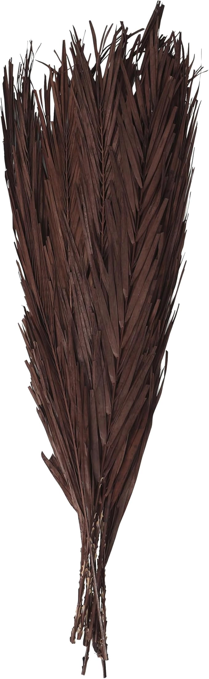 Amazon.com: Deco 79 Dried Plant Palm Leaf Home Decor Natural Foliage ...