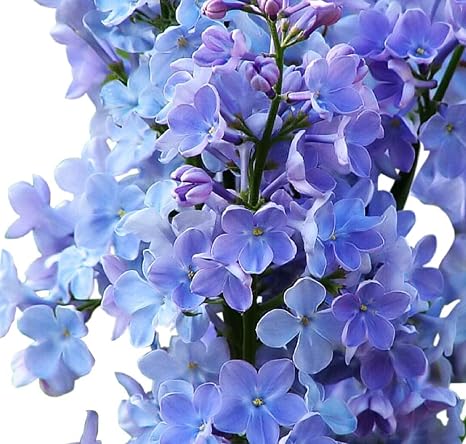 Amazon.com : Fragrant Blue Lilac Tree Seeds + 1 Free Plant Marker (20 ...