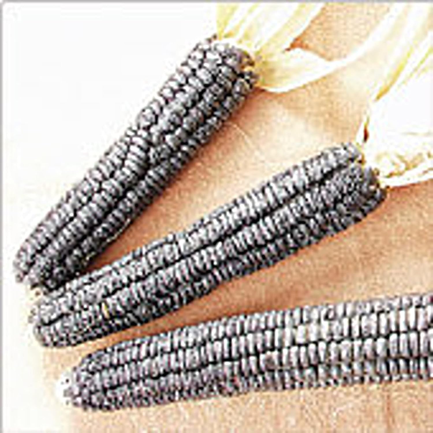 Amazon.com : Black Aztec Corn Seeds (20+ Seeds) | Non GMO | Vegetable ...