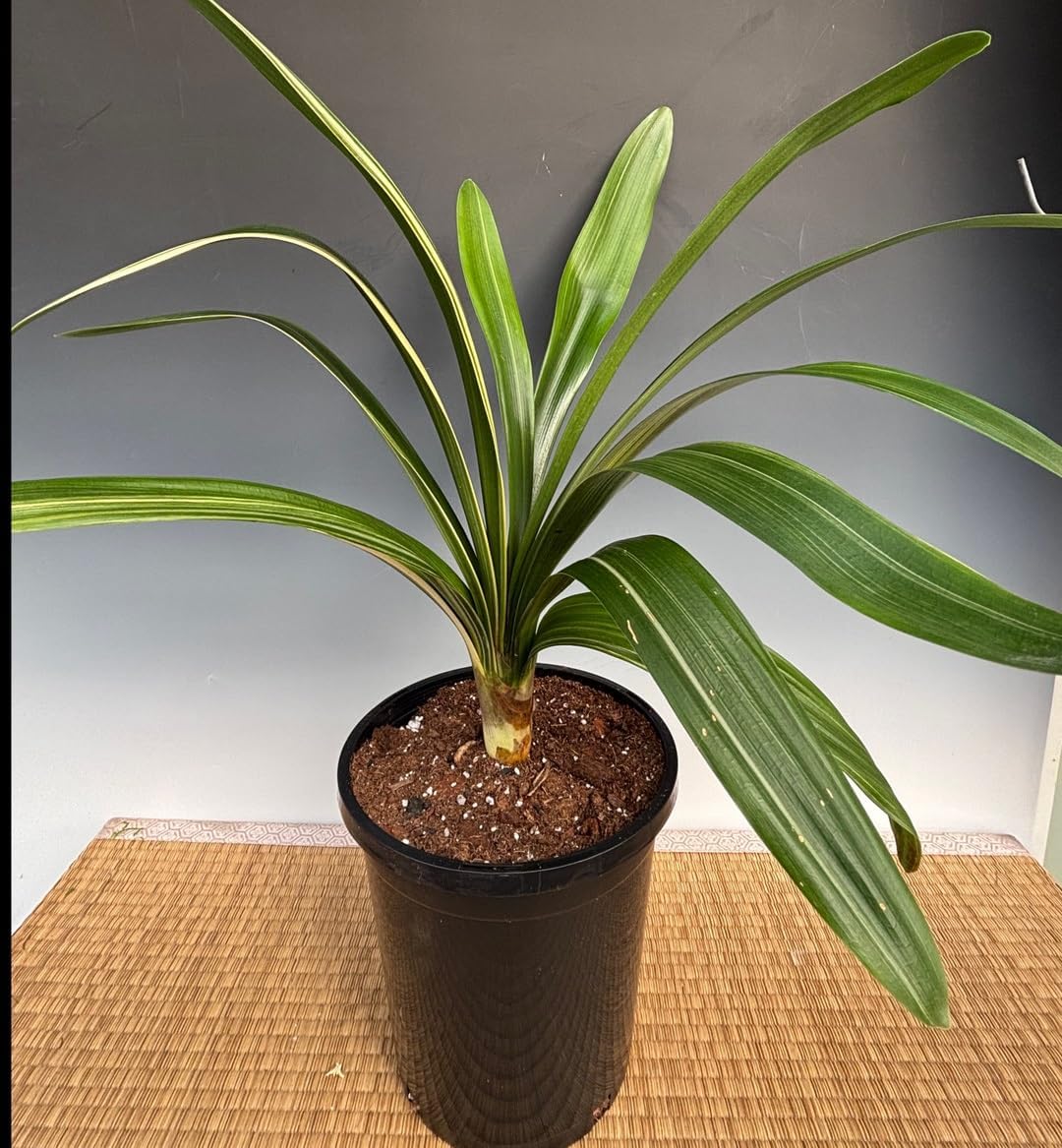 Amazon.com : 1 Variegated Fire Lily (Clivia miniata) Live Plant : Patio ...