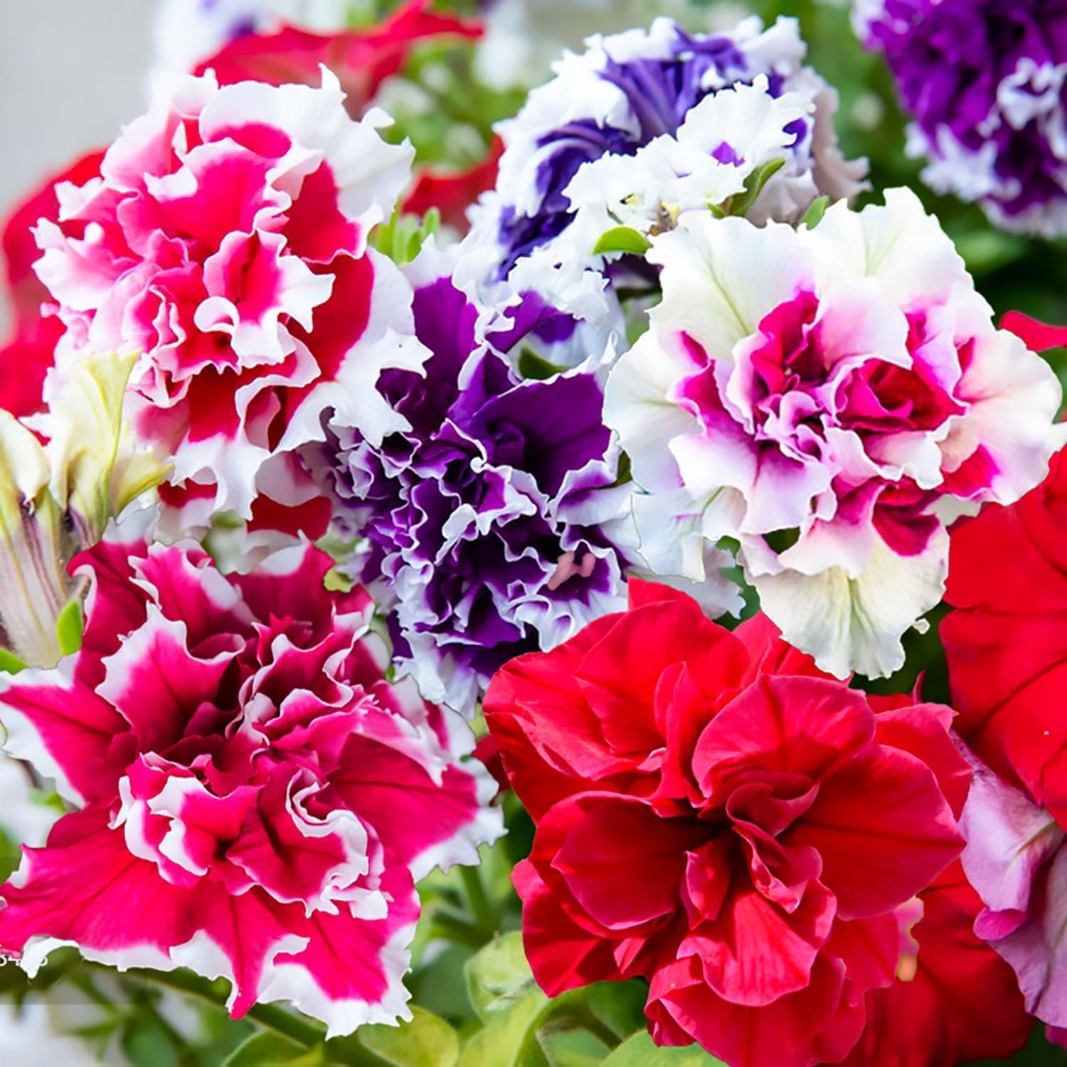 Amazon.com : 1000 Pcs Petunia Mix Seeds Petunia Seeds Non-GMO for ...