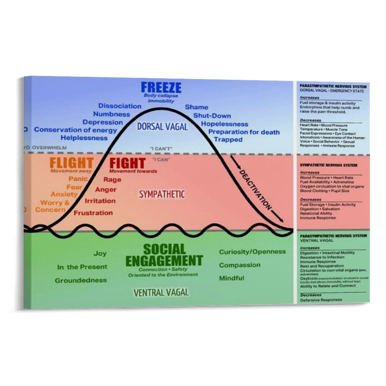 Amazon.com: Multiple Vagal Ladder, Vagus Nerve Stimulation, Vagus Nerve ...