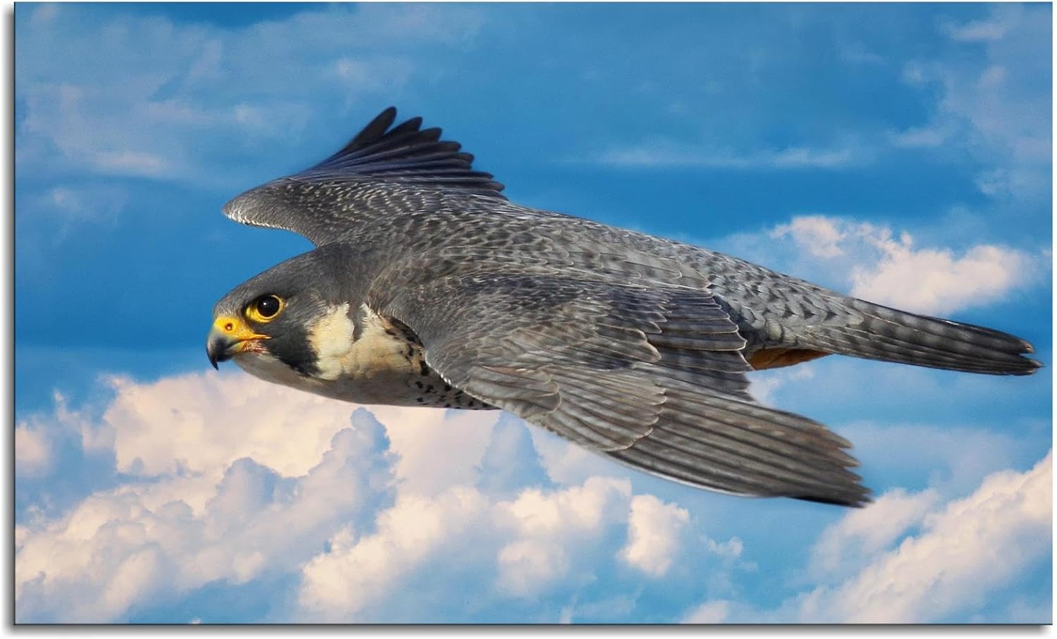 Amazon.com: heoc Canvas Wall Art Peregrine Falcon Posters Pictures Wall ...