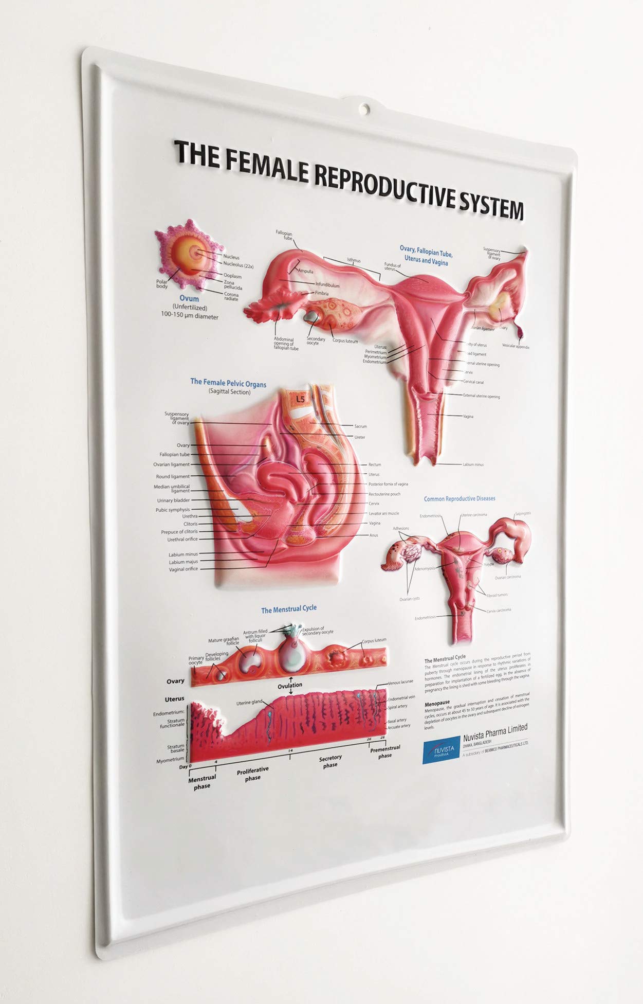 Reproductive System Female Parts And Functions
