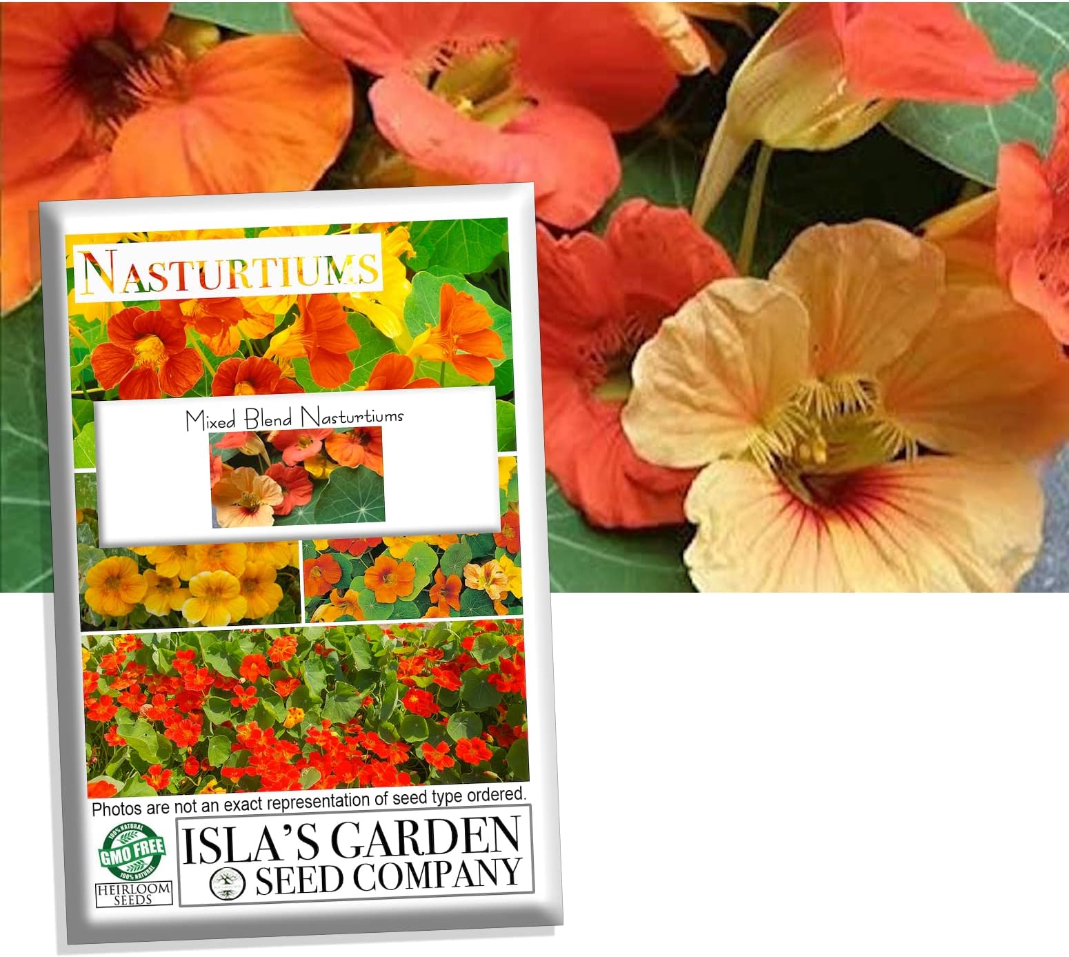 Amazon.com : 1000+Pyrethrum Seeds for Planting -Pyrethrum Flower Seeds ...