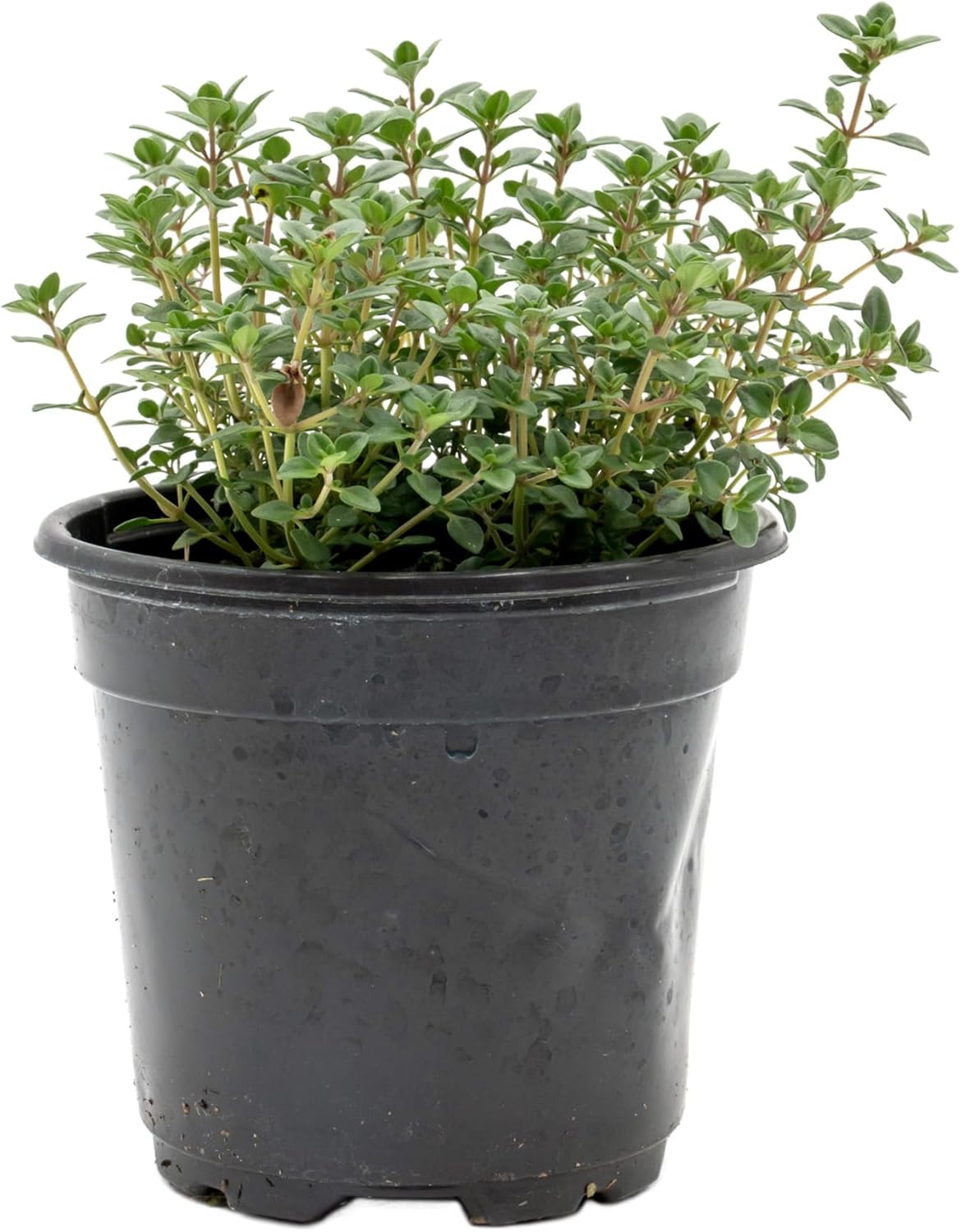 Amazon.com : 1 Live Lemon Thyme Plant (Thymus Citriodorus) – Aromatic ...